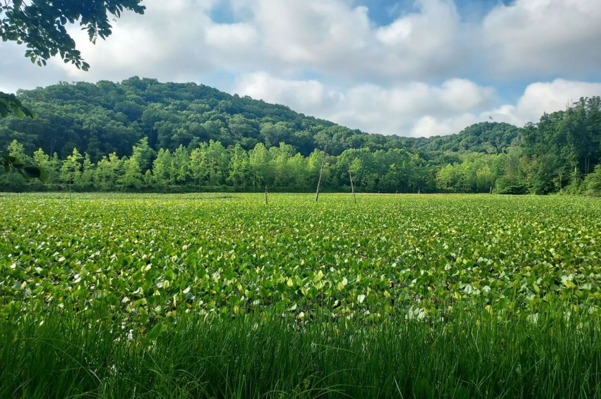 This Is Ohio’s Most Astonishing State Forest