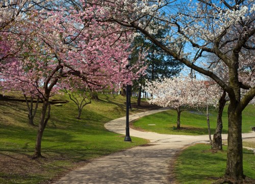 15 Unexpected Places To View Cherry Blossoms in the U.S. This Spring