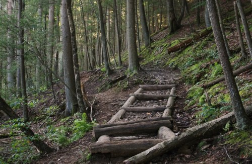 Salmon River State Forest: Natural Gem in Connecticut
