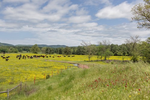Exploring the Ozarks Is Hands-Down the Best Way to Enjoy Spring in Missouri