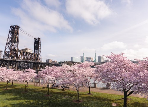 15 Unexpected Places To View Cherry Blossoms in the U.S. This Spring