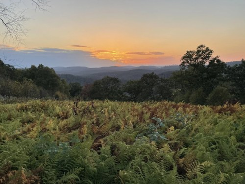 Remote Forest in Pennsylvania: Susquehannock State Forest
