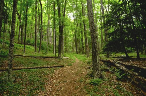 Remote Forest in Pennsylvania: Susquehannock State Forest