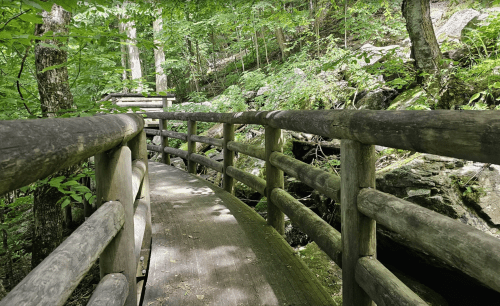 Old-Growth Forest in Virginia: Explore North Creek Conservation Area ...