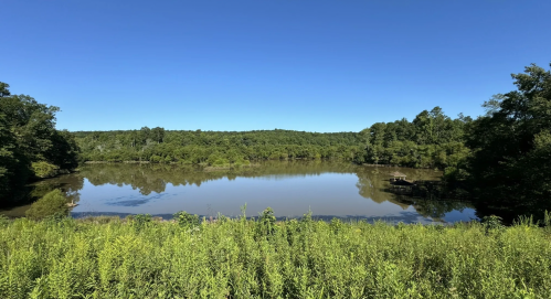 Old-Growth Trees in Georgia: Visit Chicopee Woods Nature Preserve in ...