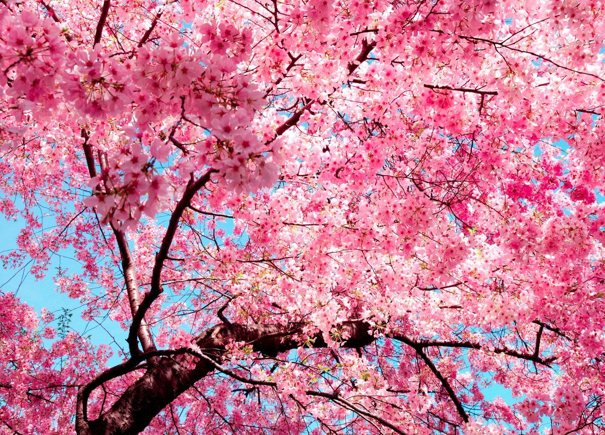 15 Unexpected Places To View Cherry Blossoms in the U.S. This Spring