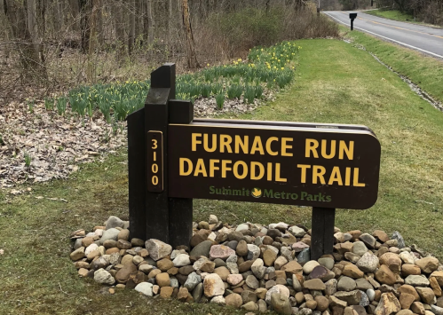 Best Springtime Hiking Trails in Ohio: Daffodil Trail at Furnace Run ...