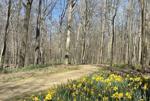 Best Springtime Hiking Trails in Ohio: Daffodil Trail at Furnace Run ...