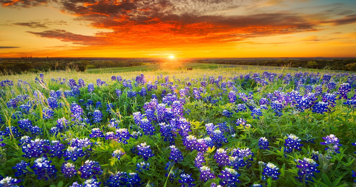 Best Spring Wildflowers in Texas: Ennis Bluebonnet Trails