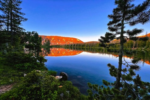 Forests | Only In Utah