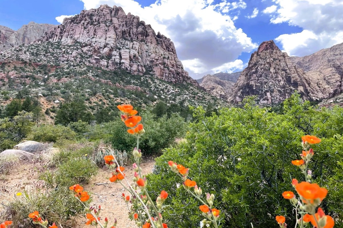 Best Thing to Do in Nevada in Spring: Pine Creek Canyon, Knoll, and ...