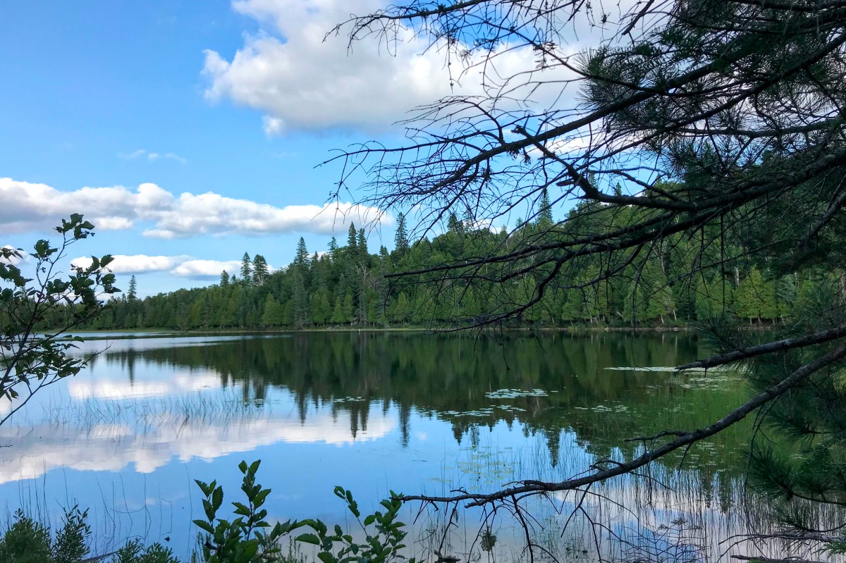 One of the Most Overlooked Old-Growth Forests in Minnesota Is in This ...