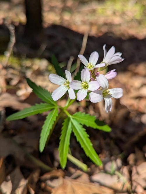 Monte Sano Preserve: The Best Spring Alabama Activity