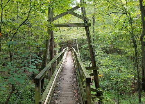 Old-Growth Trees in Georgia: Visit Chicopee Woods Nature Preserve in ...