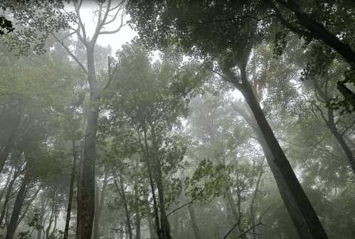 Old-Growth Forest in Virginia: Explore North Creek Conservation Area ...