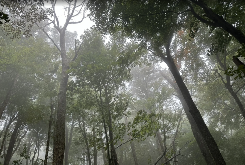 Old-Growth Forest in Virginia: Explore North Creek Conservation Area ...