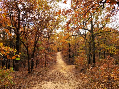 Hidden Gem State Forest in Oklahoma: Keystone Ancient Forest, Sand Springs