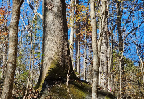Old-Growth Trees in Georgia: Visit Chicopee Woods Nature Preserve in ...