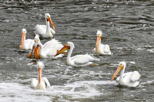 11 Of The Most Iconic Iowa Foods