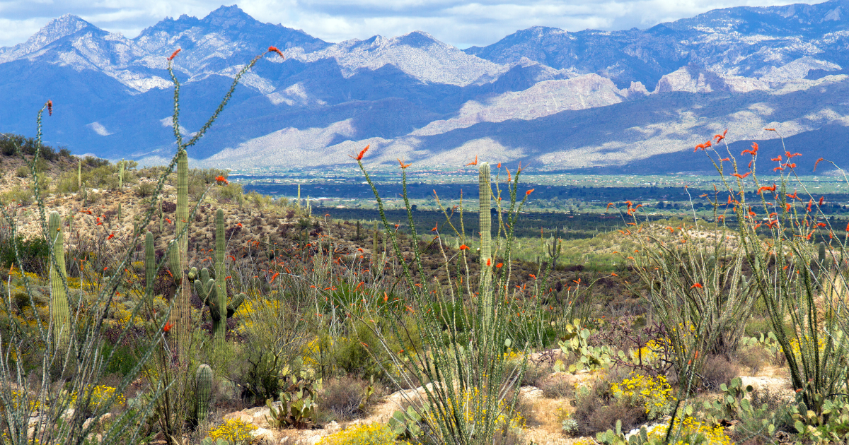 Saguaro National Park: Most Beautiful National Park in Arizona to ...