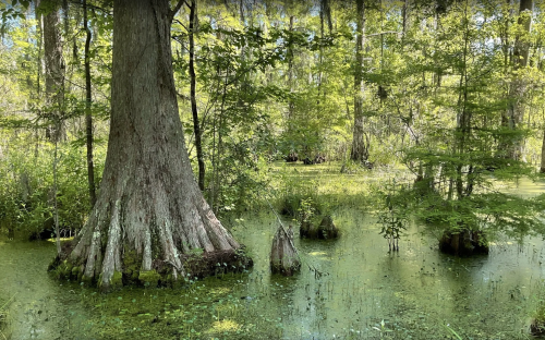 Best Spring Attractions in South Carolina: Visit Cypress Gardens in ...