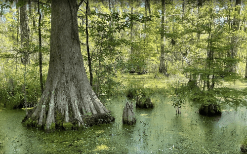 Best Spring Attractions in South Carolina: Visit Cypress Gardens in ...