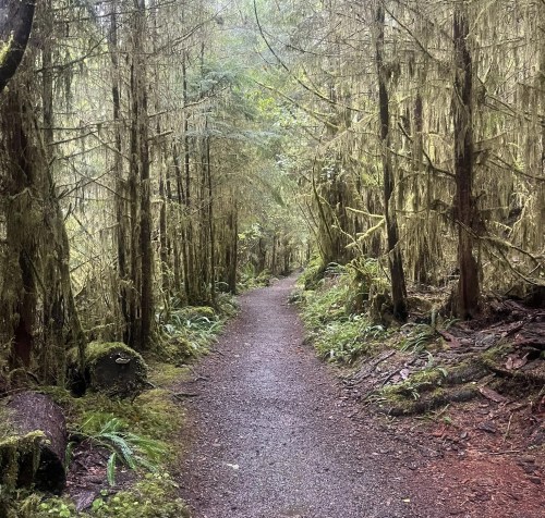 Quinault Loop Trail in the Olympic National Forest: Best Hiking Trail ...