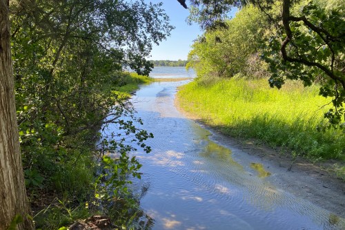 Celebrate Spring in Minnesota by Welcoming These Migrating Birds