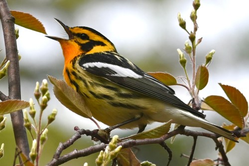 Celebrate Spring in Minnesota by Welcoming These Migrating Birds