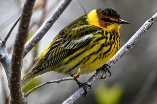 Celebrate Spring in Minnesota by Welcoming These Migrating Birds