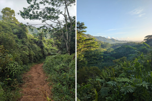 Moalepe Trail on Kauai: Bucket-List-Worthy Jungle Hike in Hawaii