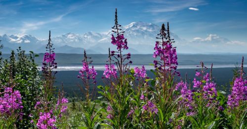 Best Wildflower Hikes: 7 National Parks to Visit This Season
