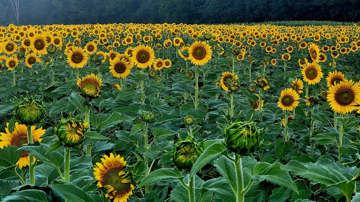 Draper Wildlife Management Area: A Hidden Sunflower Field in South Carolina