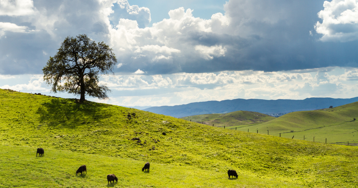 Vacaville, California: Perfect Dupe for the Irish Countryside