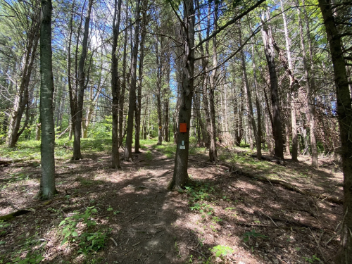 Explore a Cave Hike in Connecticut: Indian Council Caves