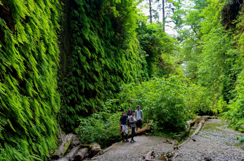 James Irvine Trail in Northern California: Experience This Fern-Covered ...