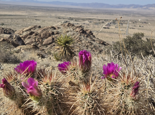 Best National Parks for Wildflower Hikes This Season