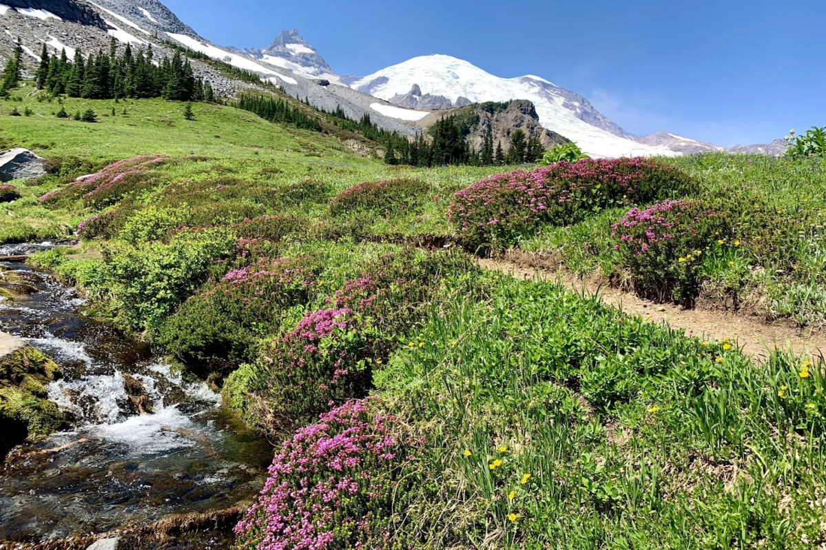Best National Parks for Wildflower Hikes This Season