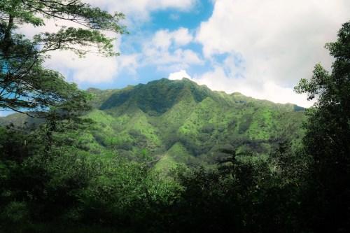 Moalepe Trail on Kauai: Bucket-List-Worthy Jungle Hike in Hawaii