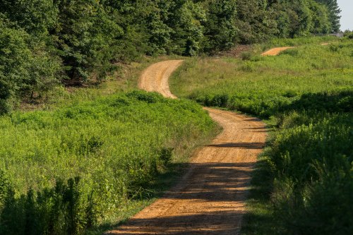 Draper Wildlife Management Area: A Hidden Sunflower Field in South Carolina