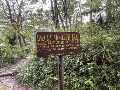 Moalepe Trail on Kauai: Bucket-List-Worthy Jungle Hike in Hawaii