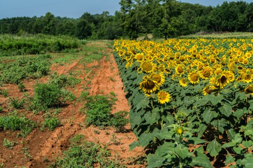 Draper Wildlife Management Area: A Hidden Sunflower Field in South Carolina