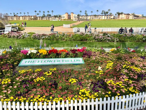 The Flower Fields of Carlsbad: SoCal Spring Experience