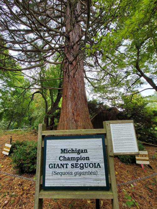 This Michigan Bird Sanctuary Is Michigan’s Sequoia Secret!