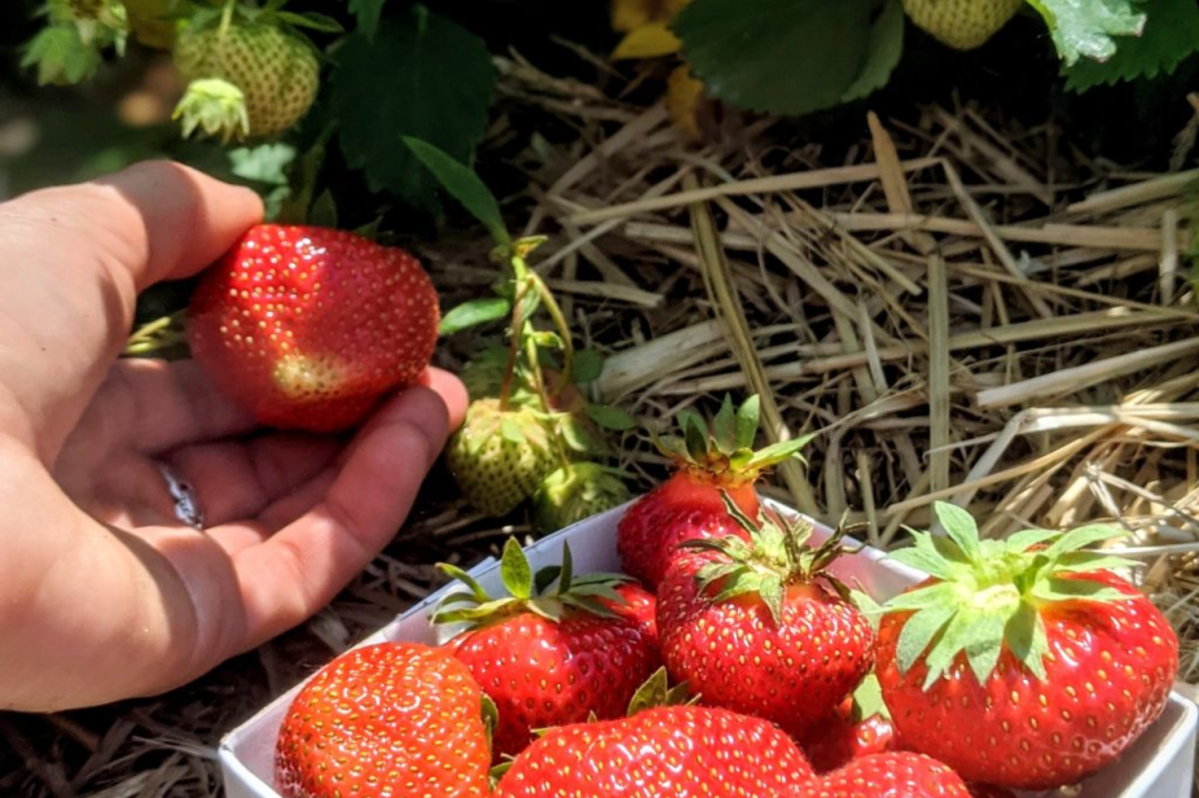 Celebrate Summer With Berry Picking at Ward's Berry Farm