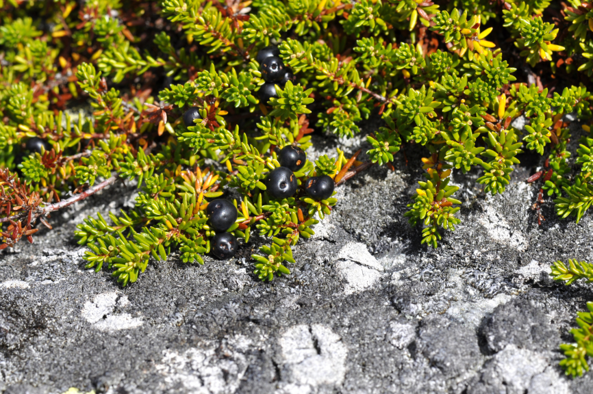 Berry Picking at Rendezvous Peak Trail in Alaska