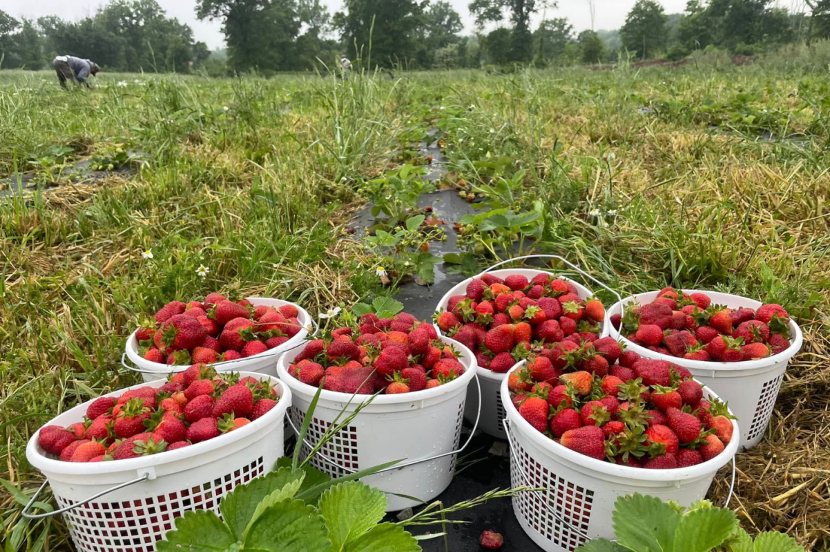 Strawberry Farm in Virginia: Visit Great Country Farms in Bluemont, VA