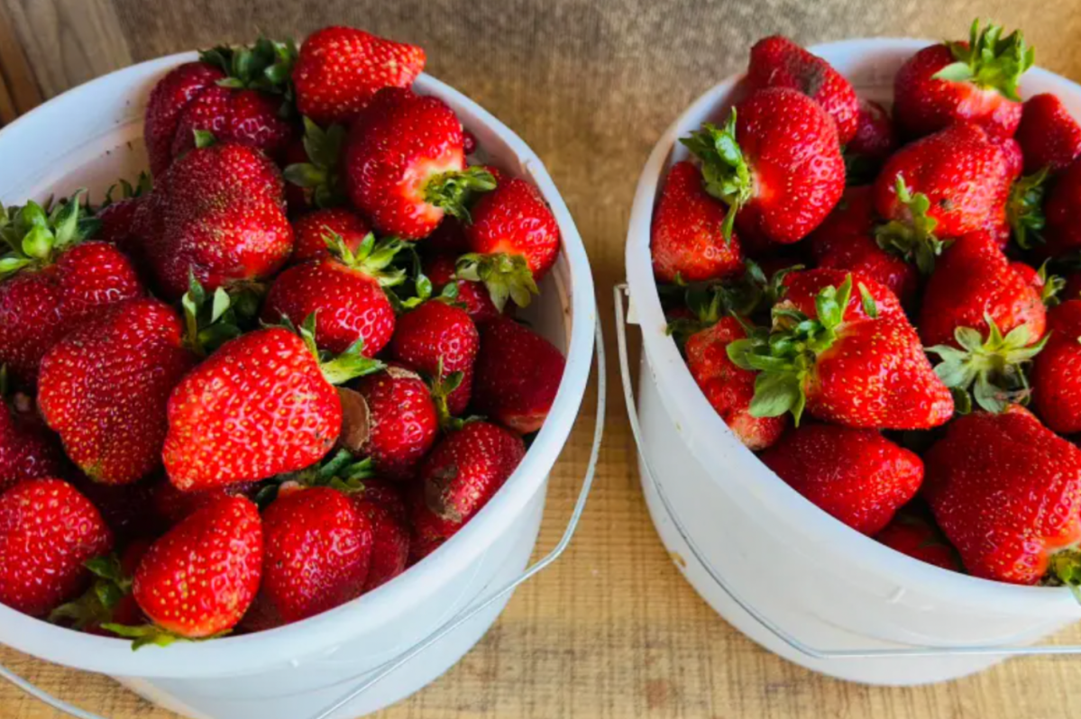 Picturesque U-Pick Farm in Tennessee: Visit Rutherford's Farm