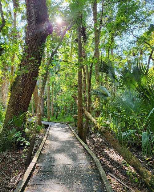 Visit Hontoon Island State Park: Florida’s Hidden Gem for Slow Travel