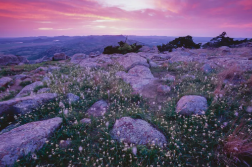 The Haunted Parallel Forest in Oklahoma Is Truly, Deeply Creepy